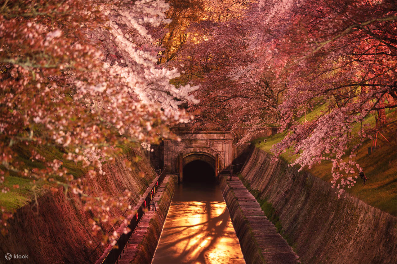 [Sakura Season Limited] Miho Museum × Mii-dera Temple Night Cherry ...
